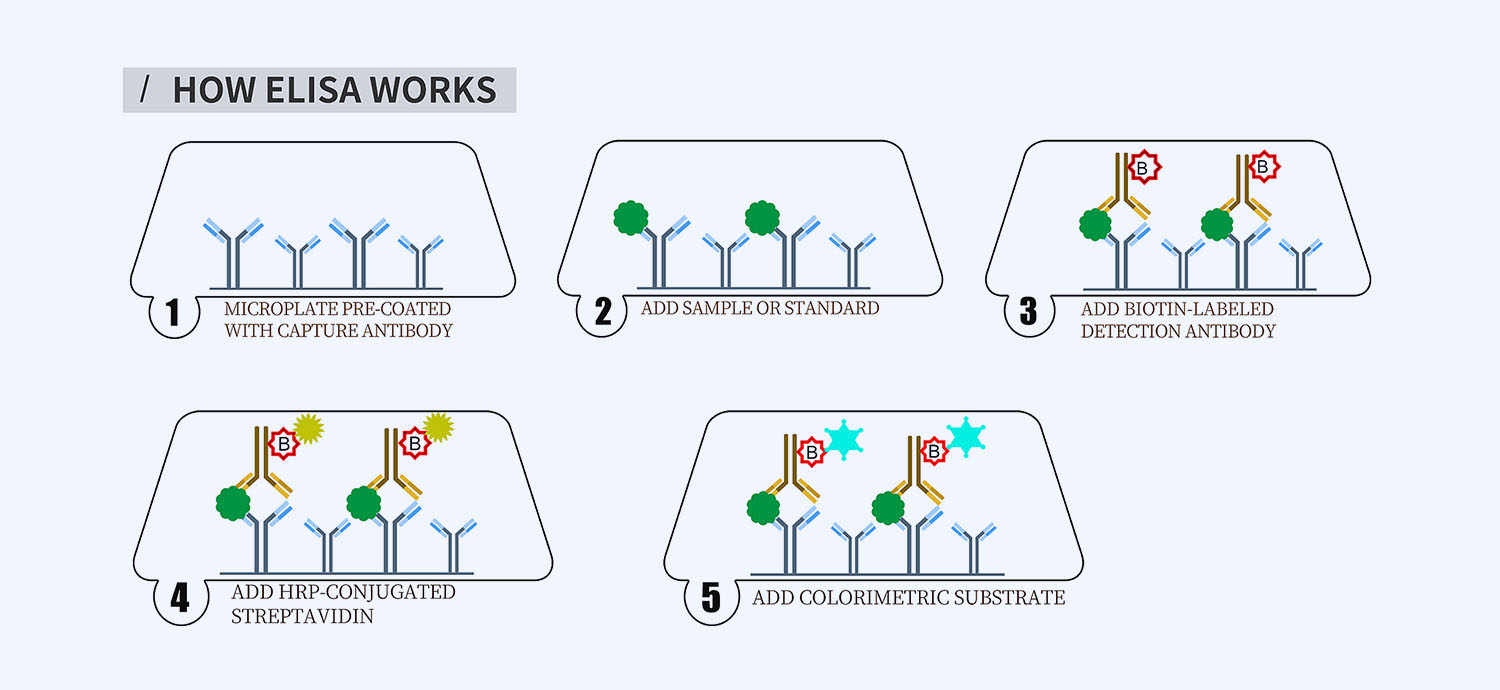 Nori Sheep IL-2 ELISA MultiSet Kit